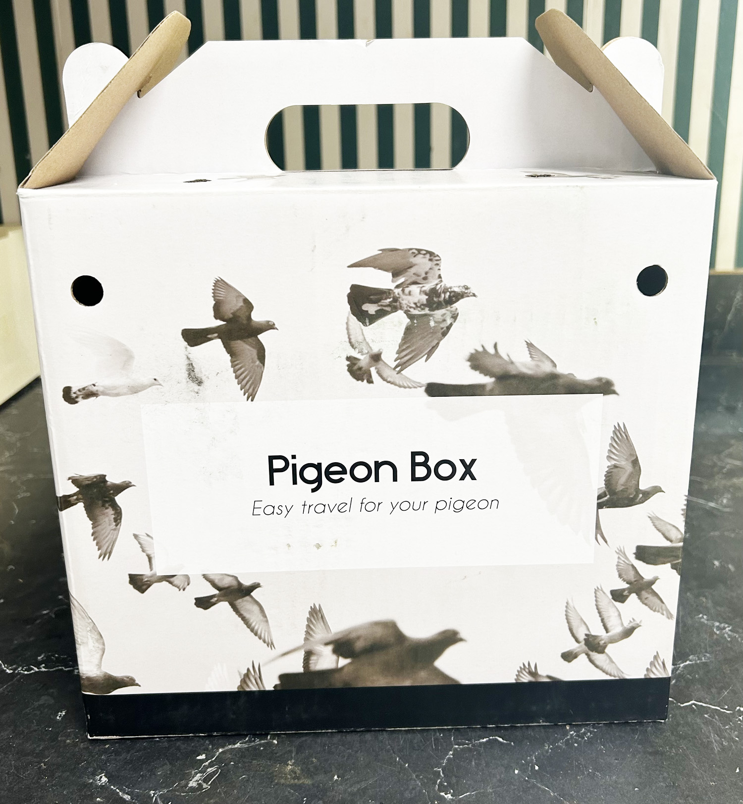 Single Pigeon Transport Box - Siegel Pigeons