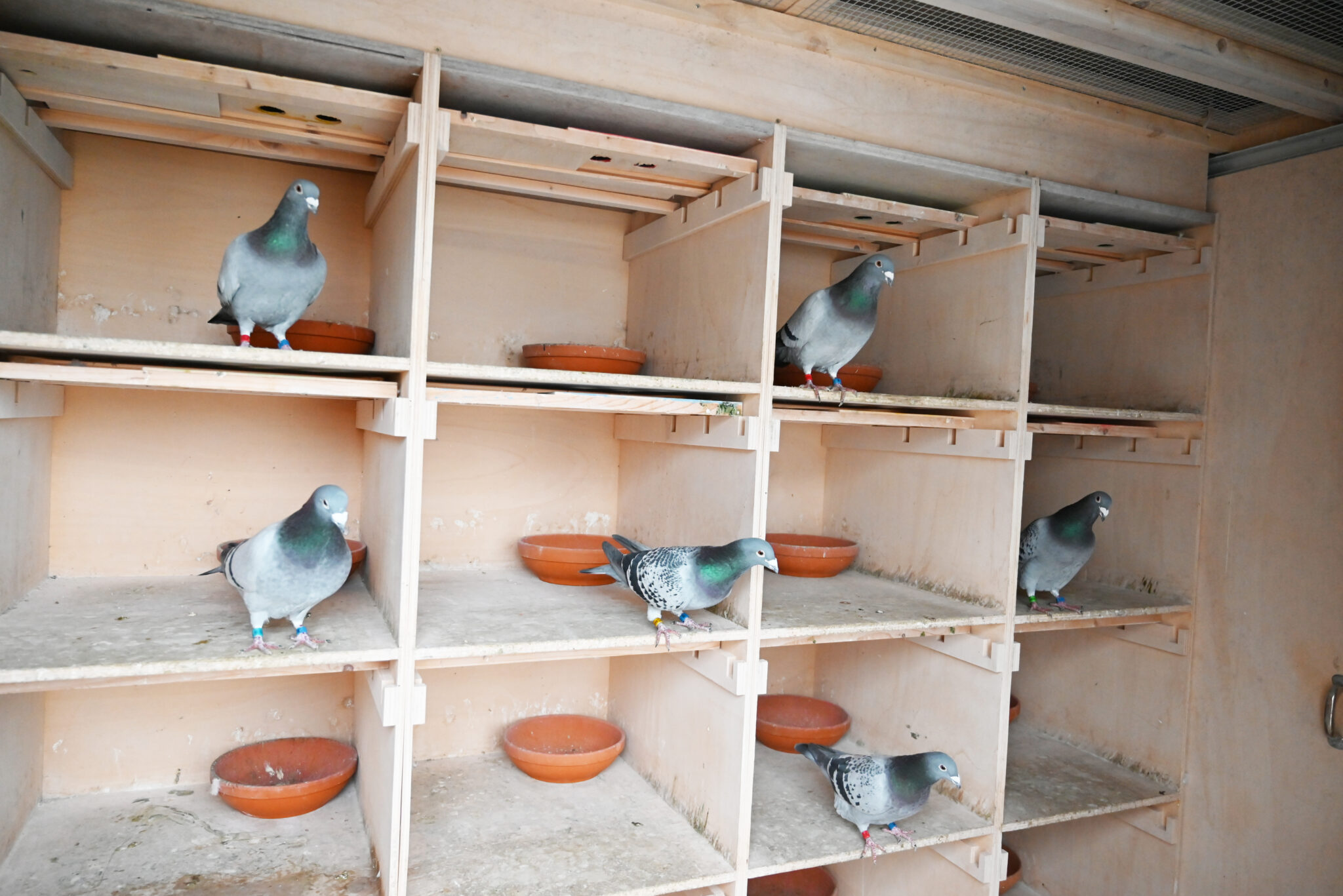 Cleirbaut Kris (Putte) 1st National Champion KBDB Fond year birds 2023 ...