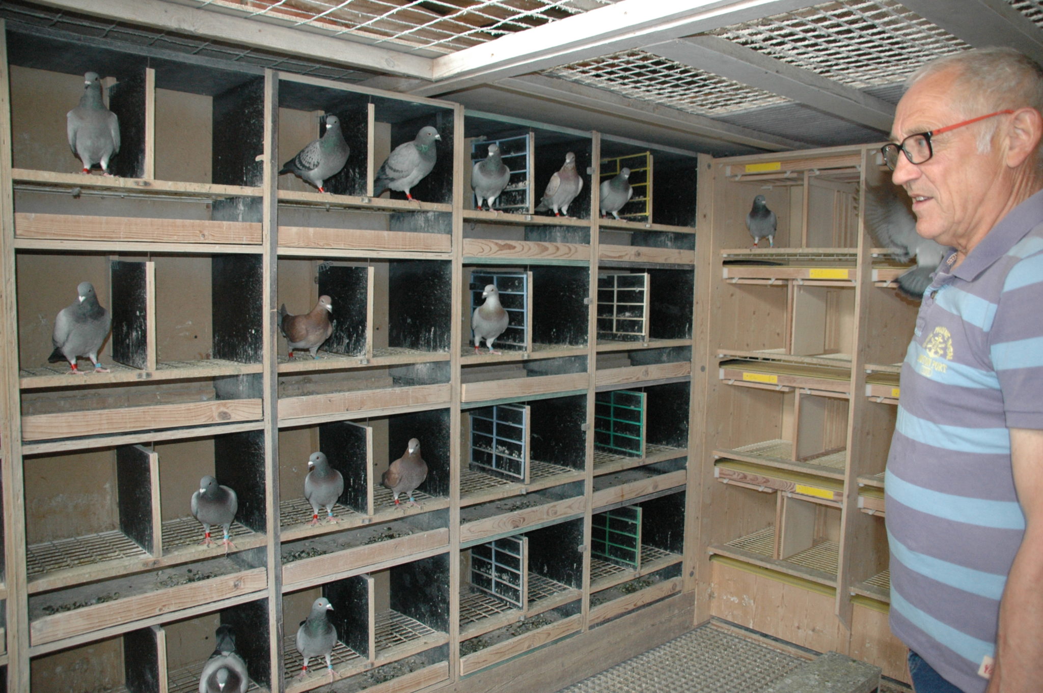 Roger and Nick Thys – Hallaar 1st National Argenton 14,787 old 2021 1st ...